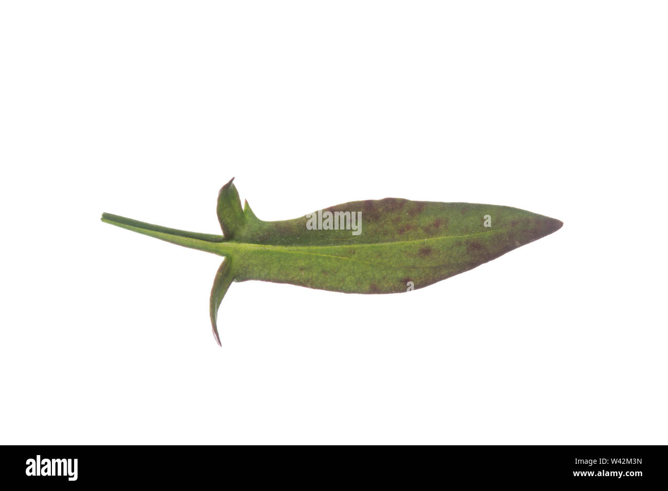 Kleiner, Kleiner Sauerampfer, Rumex Ampfer, Zwerg-Sauerampfer ...