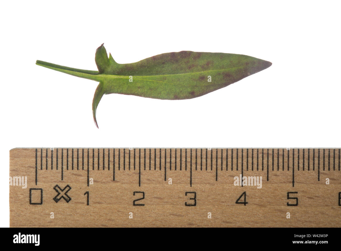 Kleiner, Kleiner Sauerampfer, Rumex Ampfer, Zwerg-Sauerampfer ...