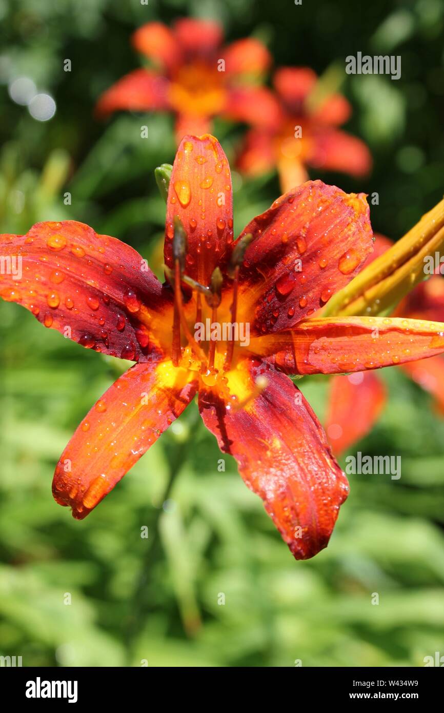 Leoparden lilien -Fotos und -Bildmaterial in hoher Auflösung – Alamy
