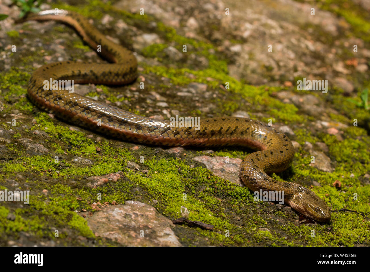 Enhydris chinensis -Fotos und -Bildmaterial in hoher Auflösung – Alamy