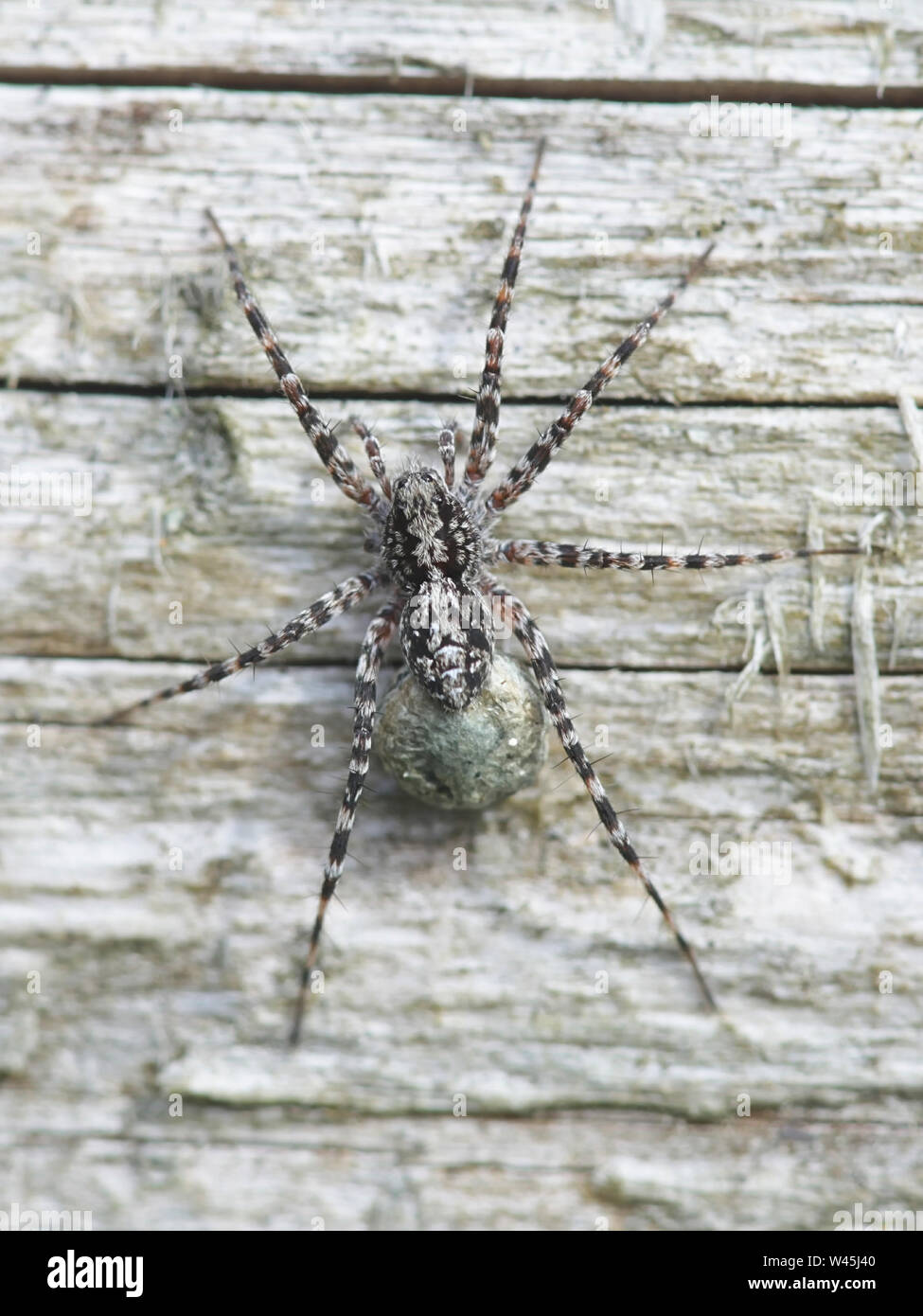 Acantholycosa lignaria, ein wolf spider Durchführung ei Sac ...