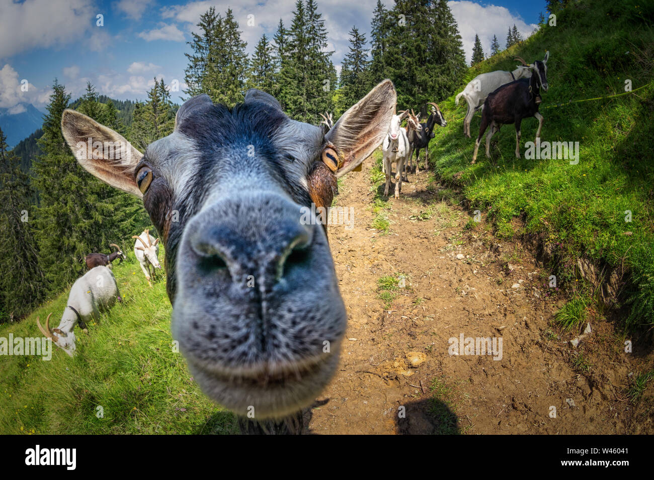 Geiss tier -Fotos und -Bildmaterial in hoher Auflösung – Alamy