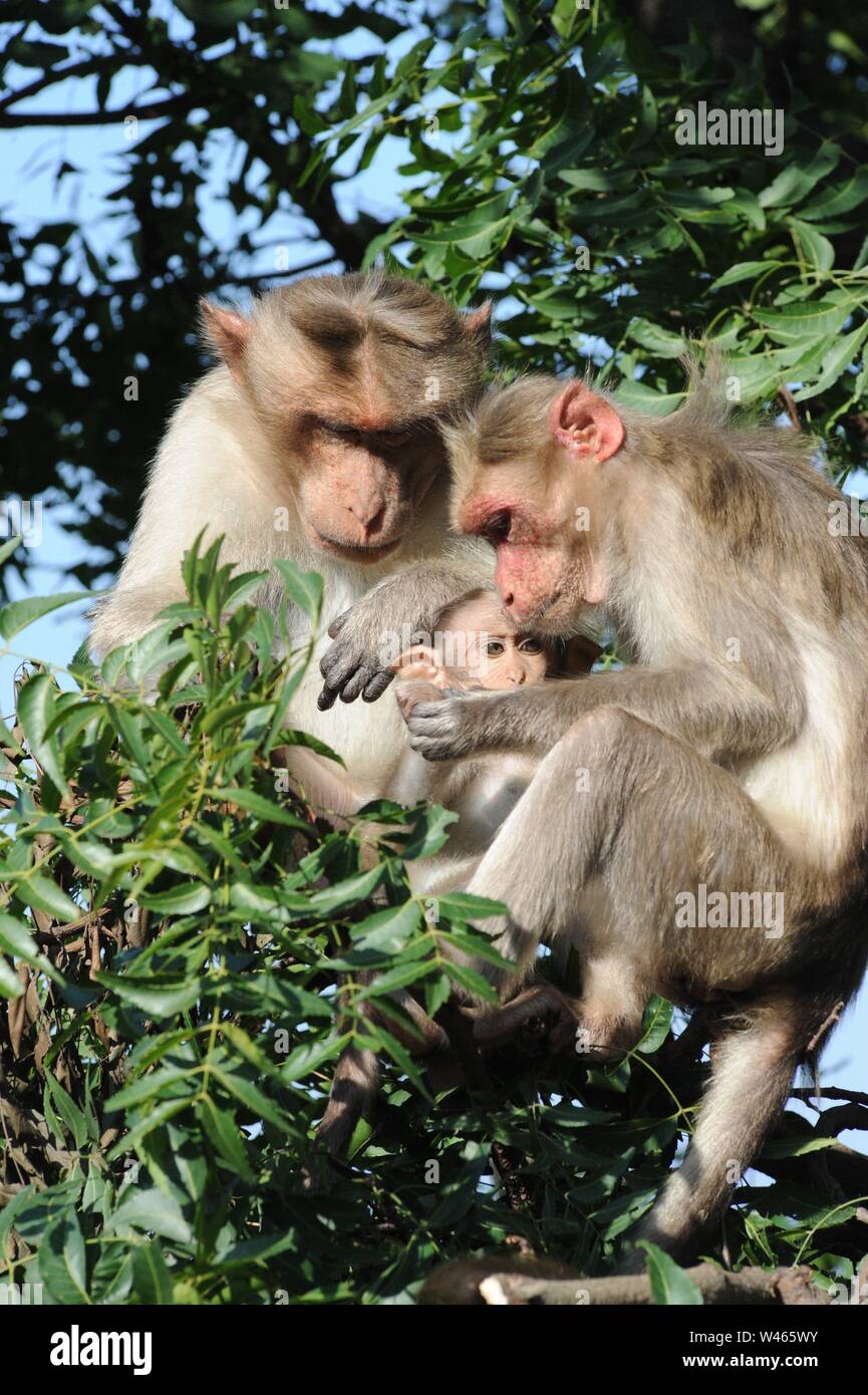 Die drei affen -Fotos und -Bildmaterial in hoher Auflösung – Alamy