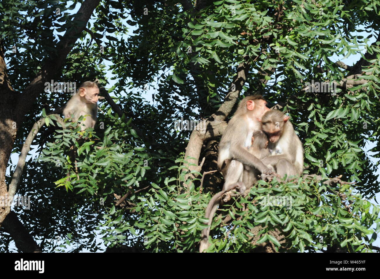 Grupe affen an baum -Fotos und -Bildmaterial in hoher Auflösung – Alamy