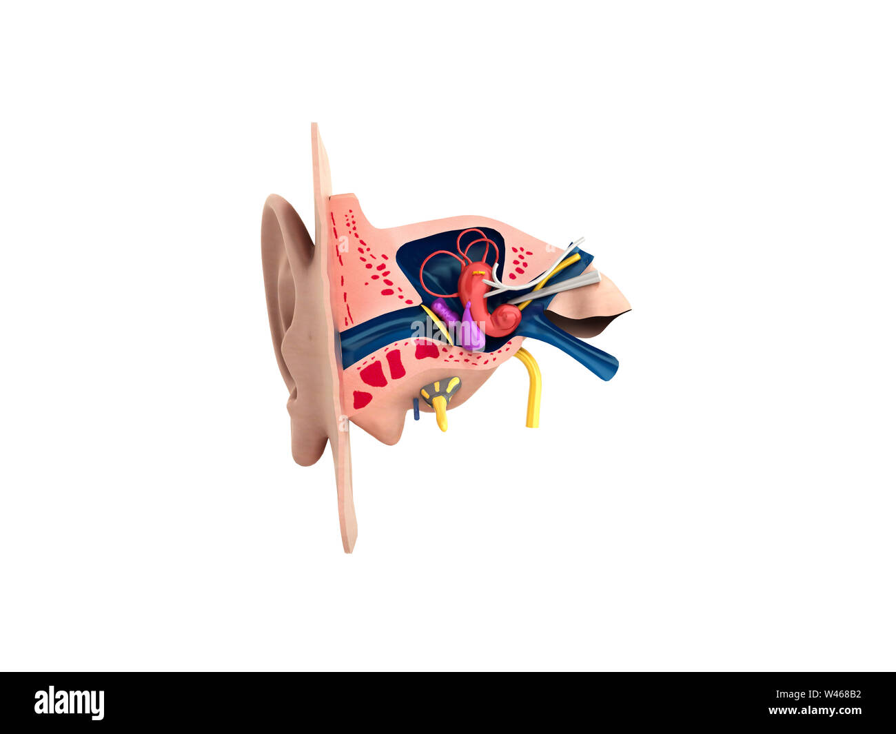Menschliche ohr Struktur medizinische Erziehungswissenschaft 3d rendrer ...