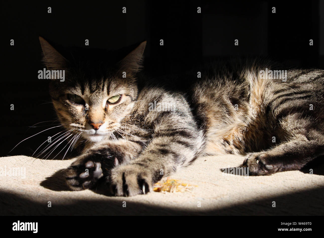 Friedliche katze -Fotos und -Bildmaterial in hoher Auflösung – Alamy