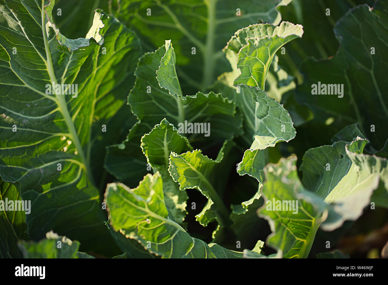 Field cauliflowers -Fotos und -Bildmaterial in hoher Auflösung – Alamy