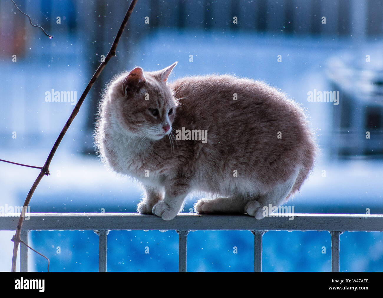 Von katze getroffen -Fotos und -Bildmaterial in hoher Auflösung – Alamy