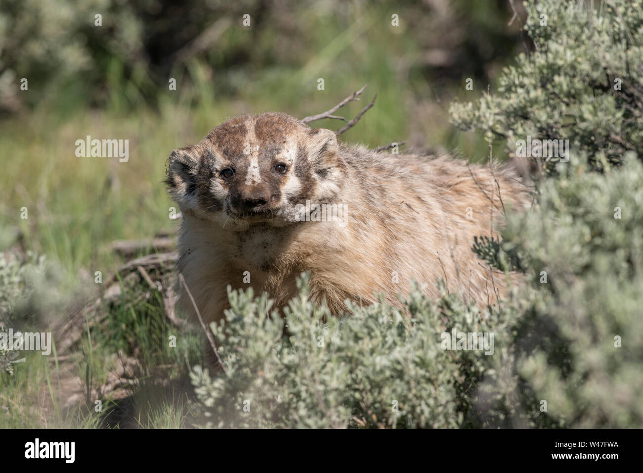 Amerikanische dachsen -Fotos und -Bildmaterial in hoher Auflösung – Alamy