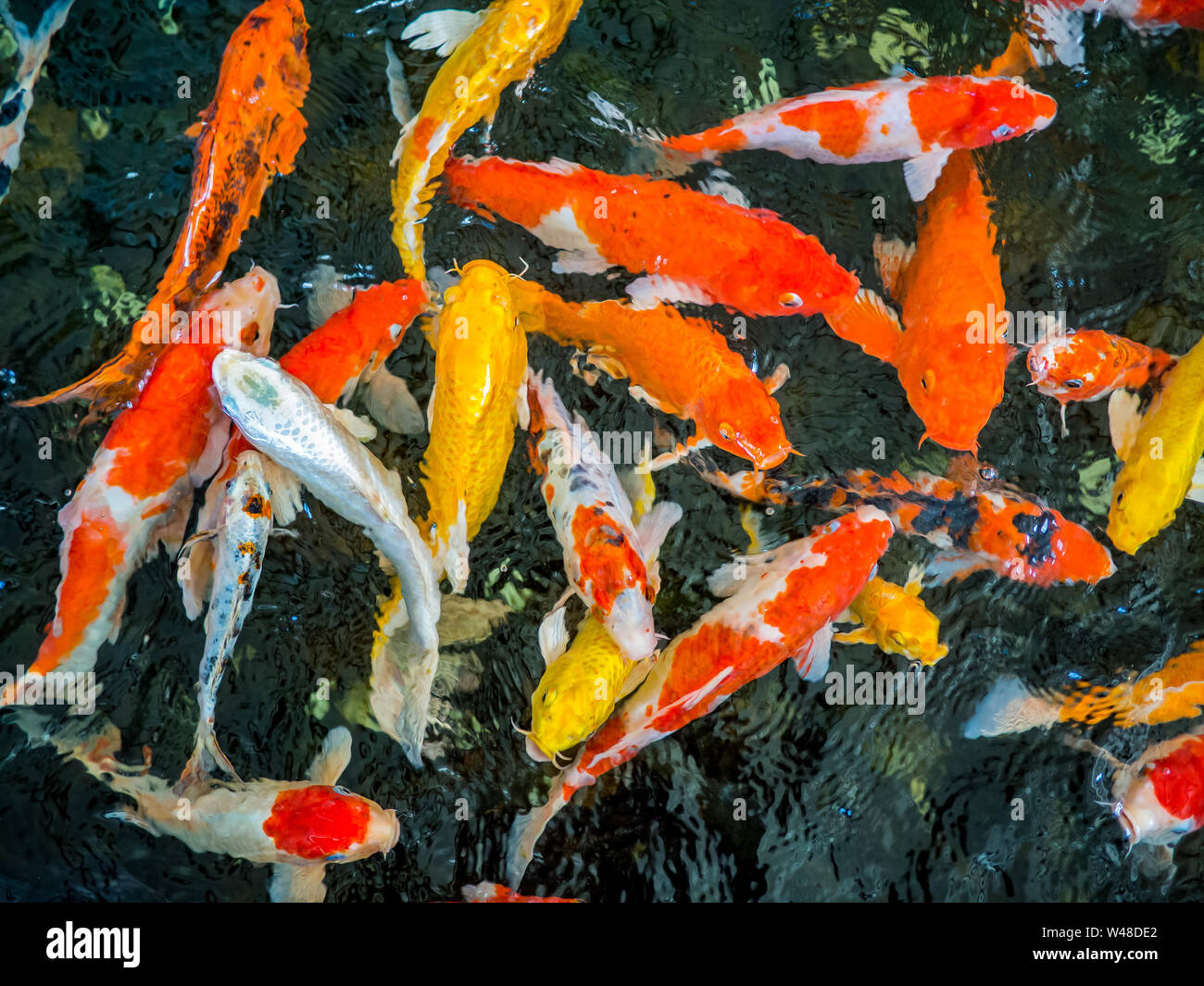 Japanese Koi Carp Fish Stockfotos und -bilder Kaufen - Alamy