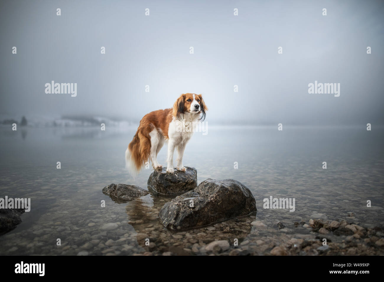 Kooikerhondje hund -Fotos und -Bildmaterial in hoher Auflösung – Alamy