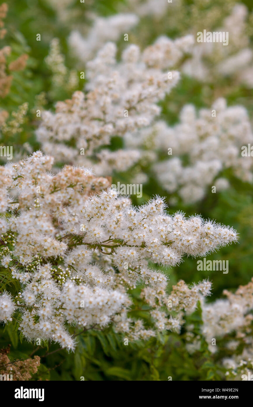 Es hat viele zotten -Fotos und -Bildmaterial in hoher Auflösung – Alamy