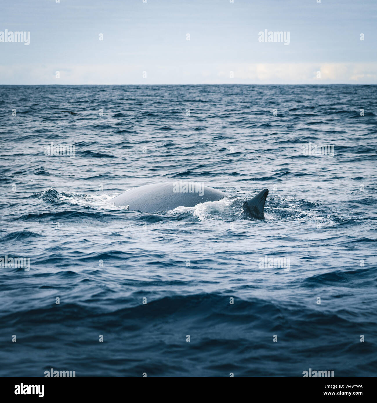 Azoren wal -Fotos und -Bildmaterial in hoher Auflösung – Alamy