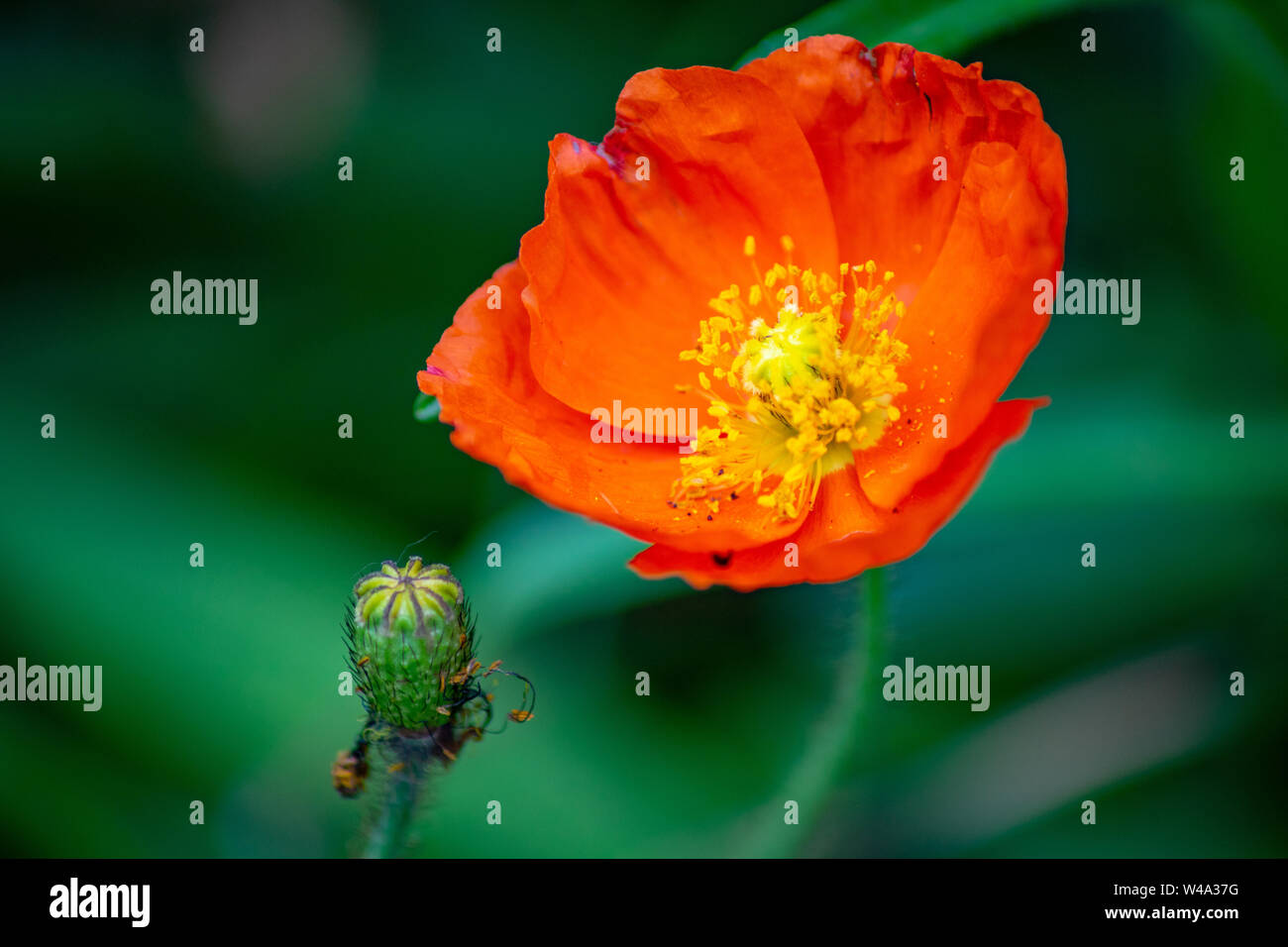 Rot mohn -Fotos und -Bildmaterial in hoher Auflösung – Alamy