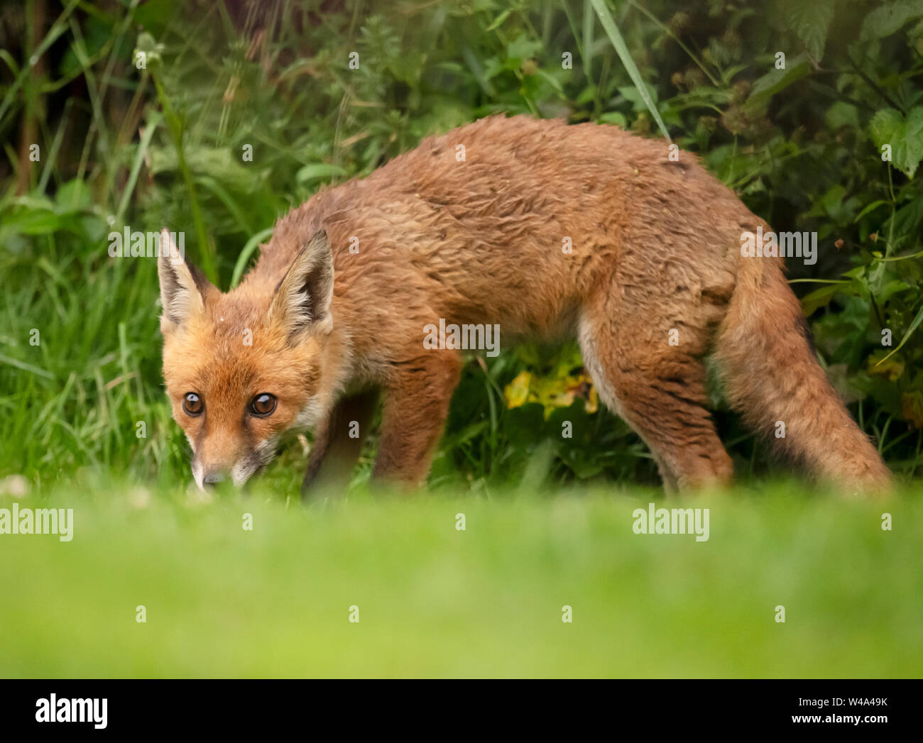 A red fox standing -Fotos und -Bildmaterial in hoher Auflösung – Alamy
