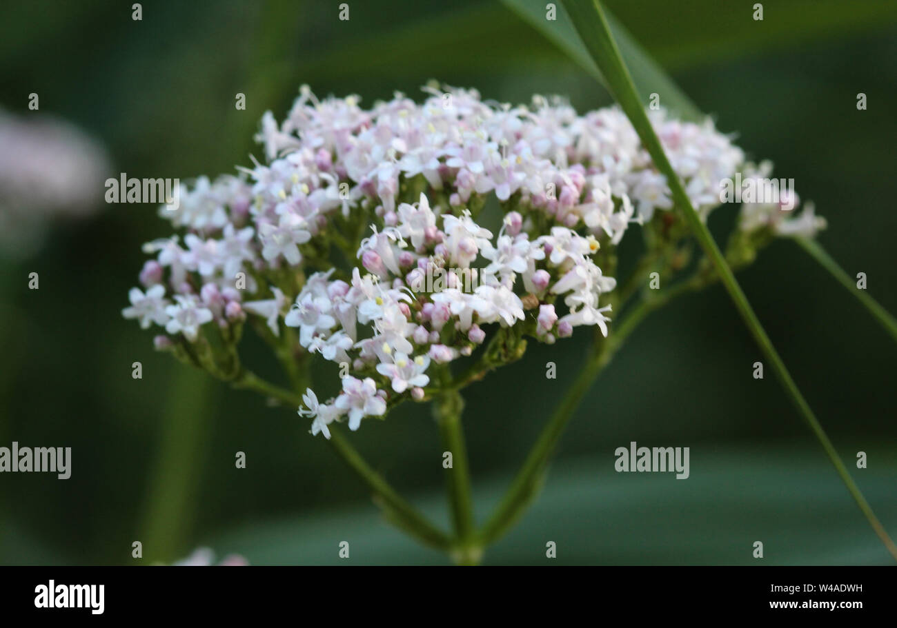 Marsh valerian -Fotos und -Bildmaterial in hoher Auflösung – Alamy