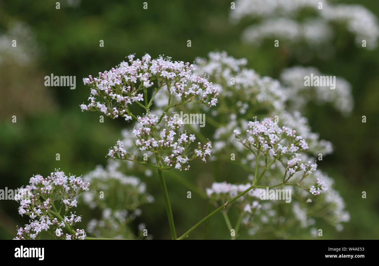 Marsh valerian -Fotos und -Bildmaterial in hoher Auflösung – Alamy