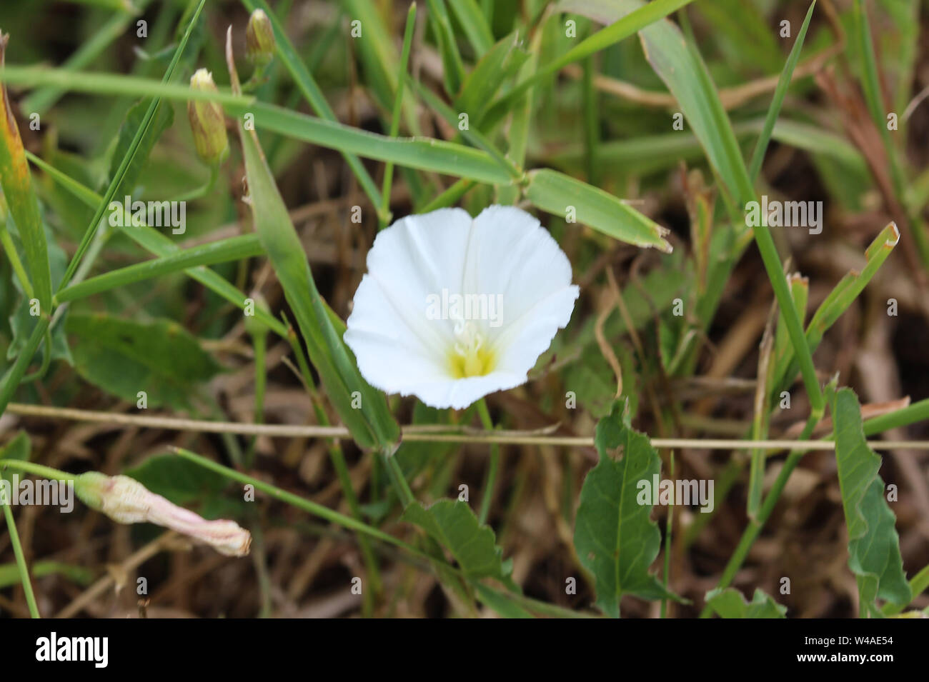 Ackerwinde pflanze -Fotos und -Bildmaterial in hoher Auflösung – Alamy