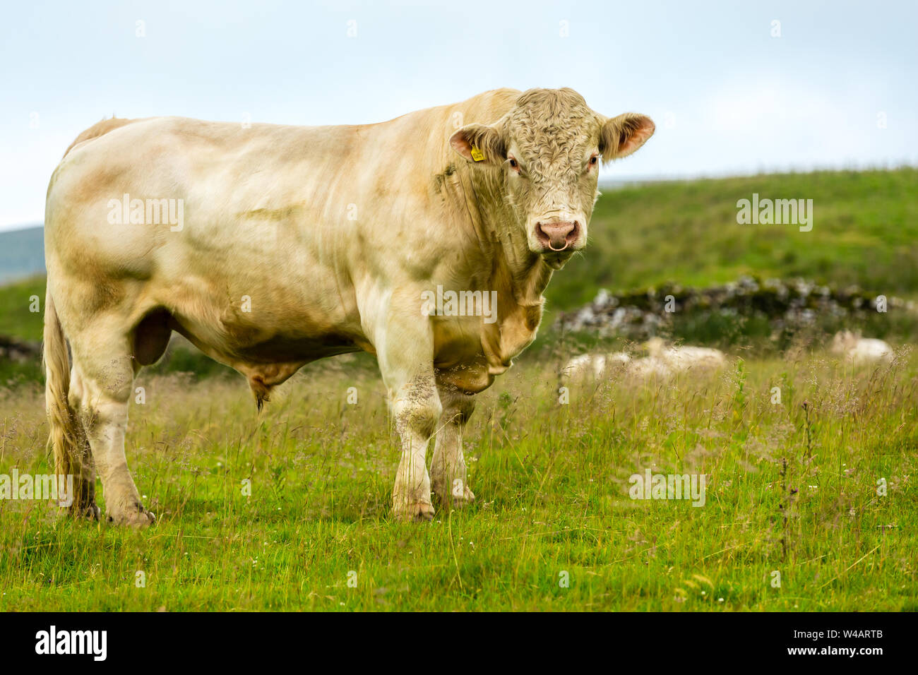 Cattle livestock ring nose -Fotos und -Bildmaterial in hoher Auflösung ...