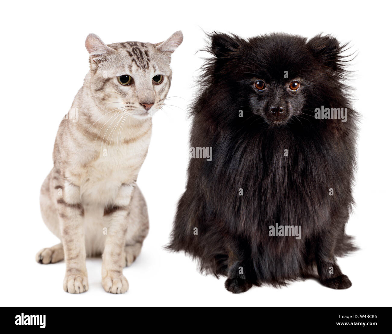 Schwarze katze orientalisch kurzhaar -Fotos und -Bildmaterial in hoher ...