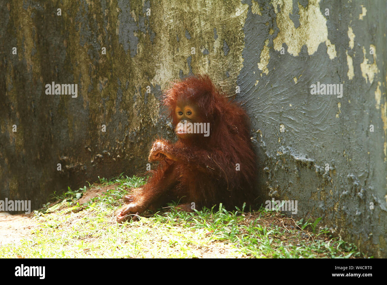Affe junior -Fotos und -Bildmaterial in hoher Auflösung – Alamy