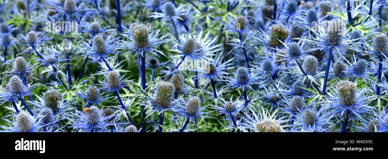 Blaue distel eryngium -Fotos und -Bildmaterial in hoher Auflösung – Alamy