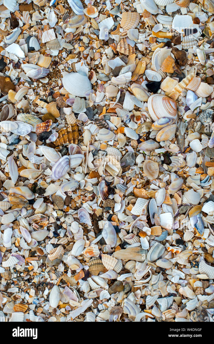 Sandstrand mit muscheln -Fotos und -Bildmaterial in hoher Auflösung – Alamy