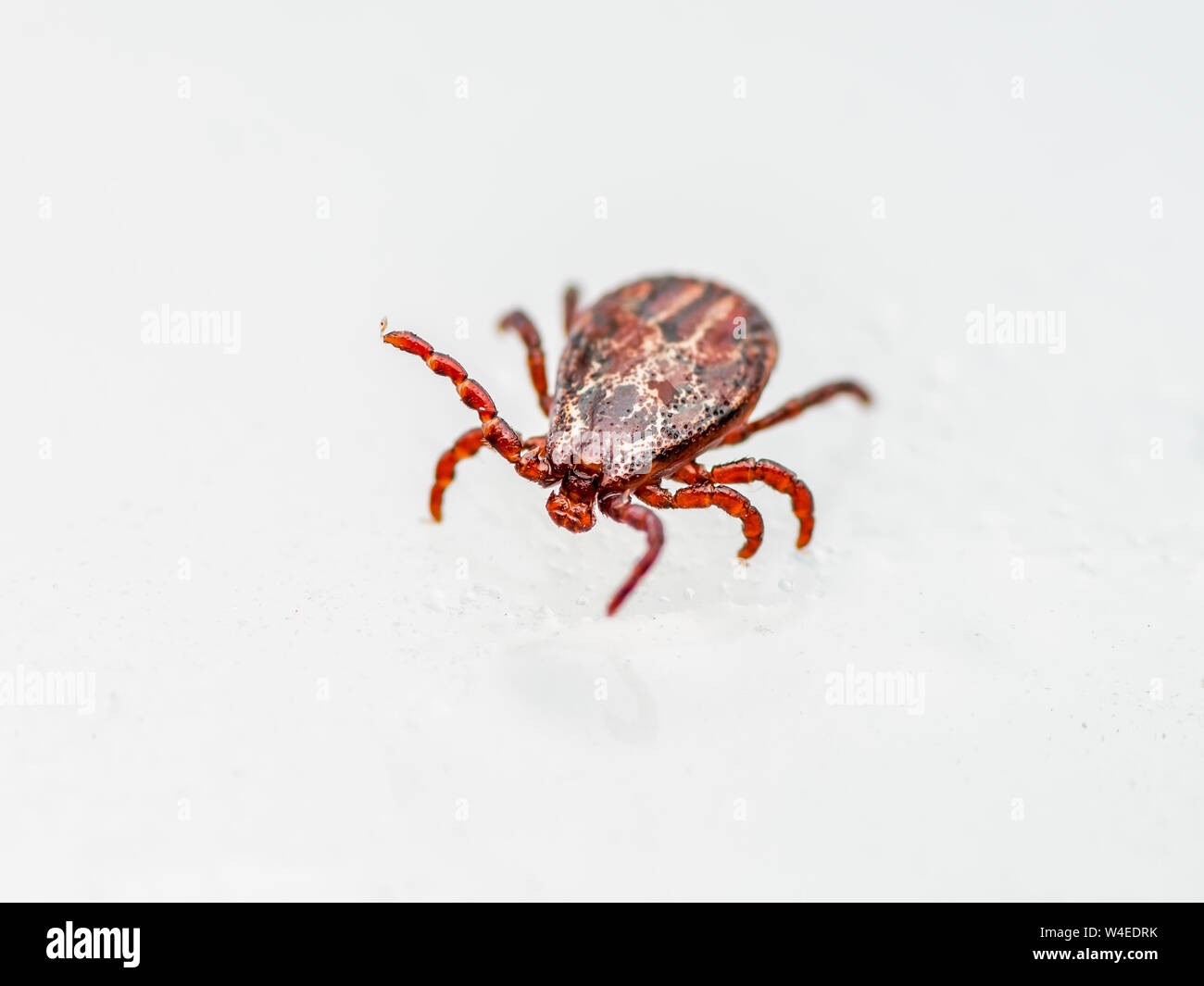 Infiziertes insekt -Fotos und -Bildmaterial in hoher Auflösung – Alamy