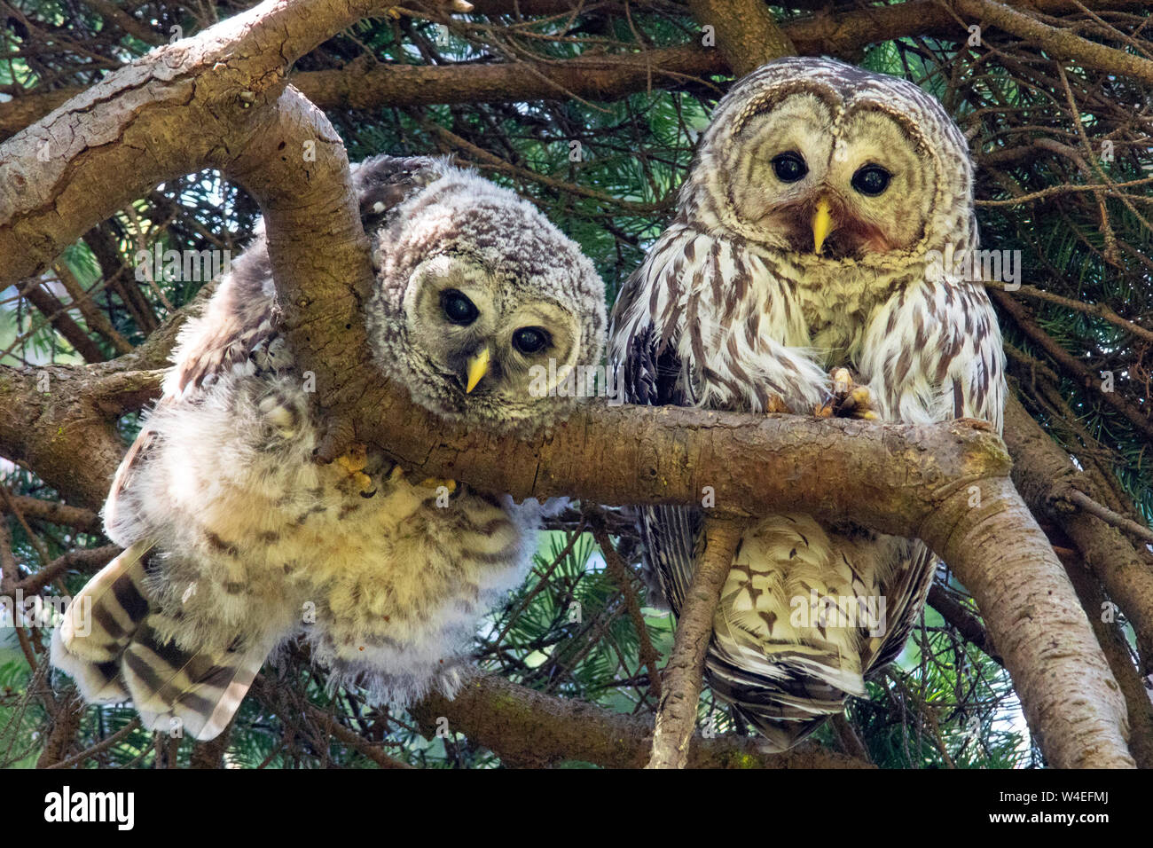Barred owls -Fotos und -Bildmaterial in hoher Auflösung – Alamy