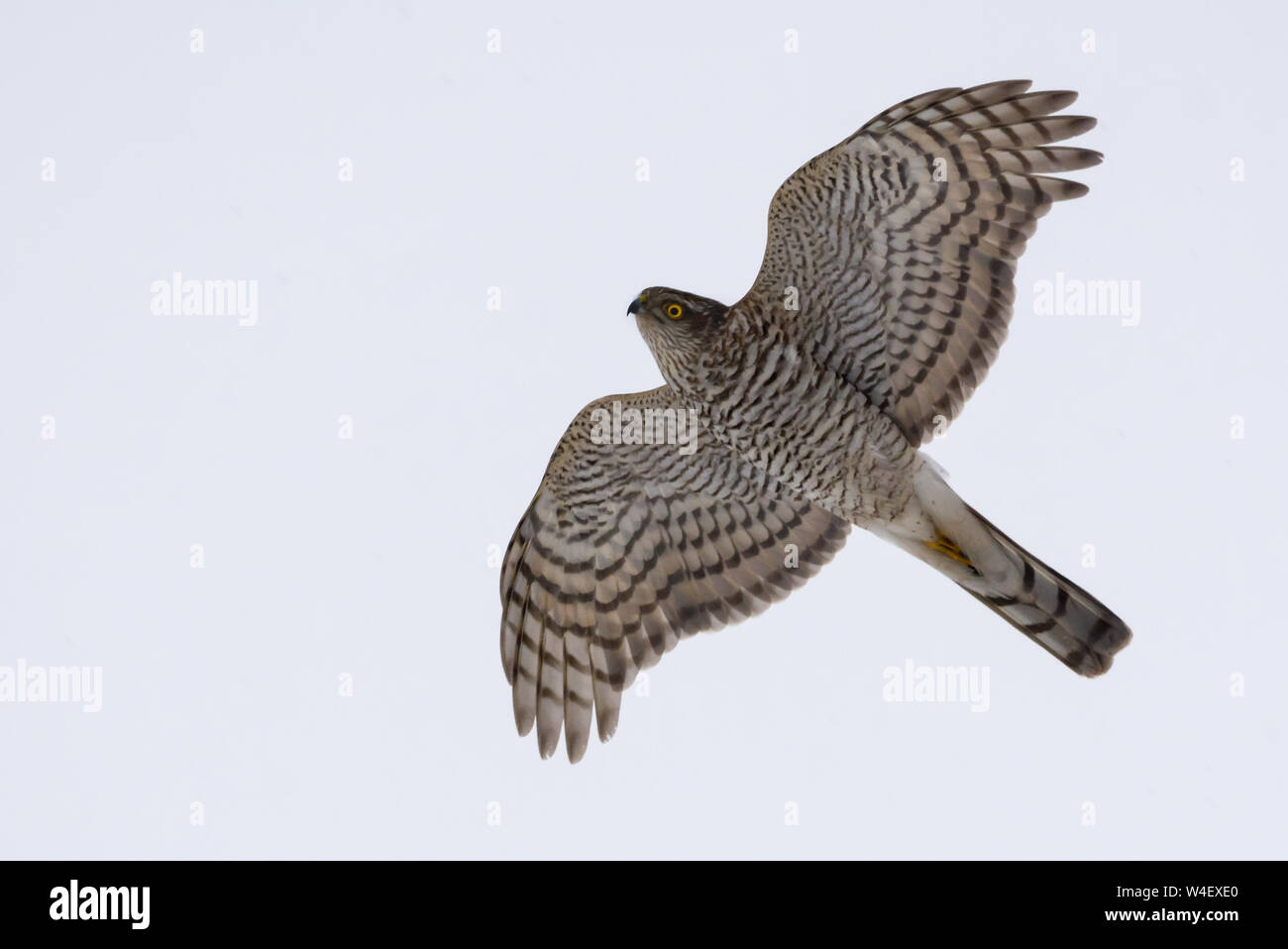 Jagd sperber -Fotos und -Bildmaterial in hoher Auflösung – Alamy