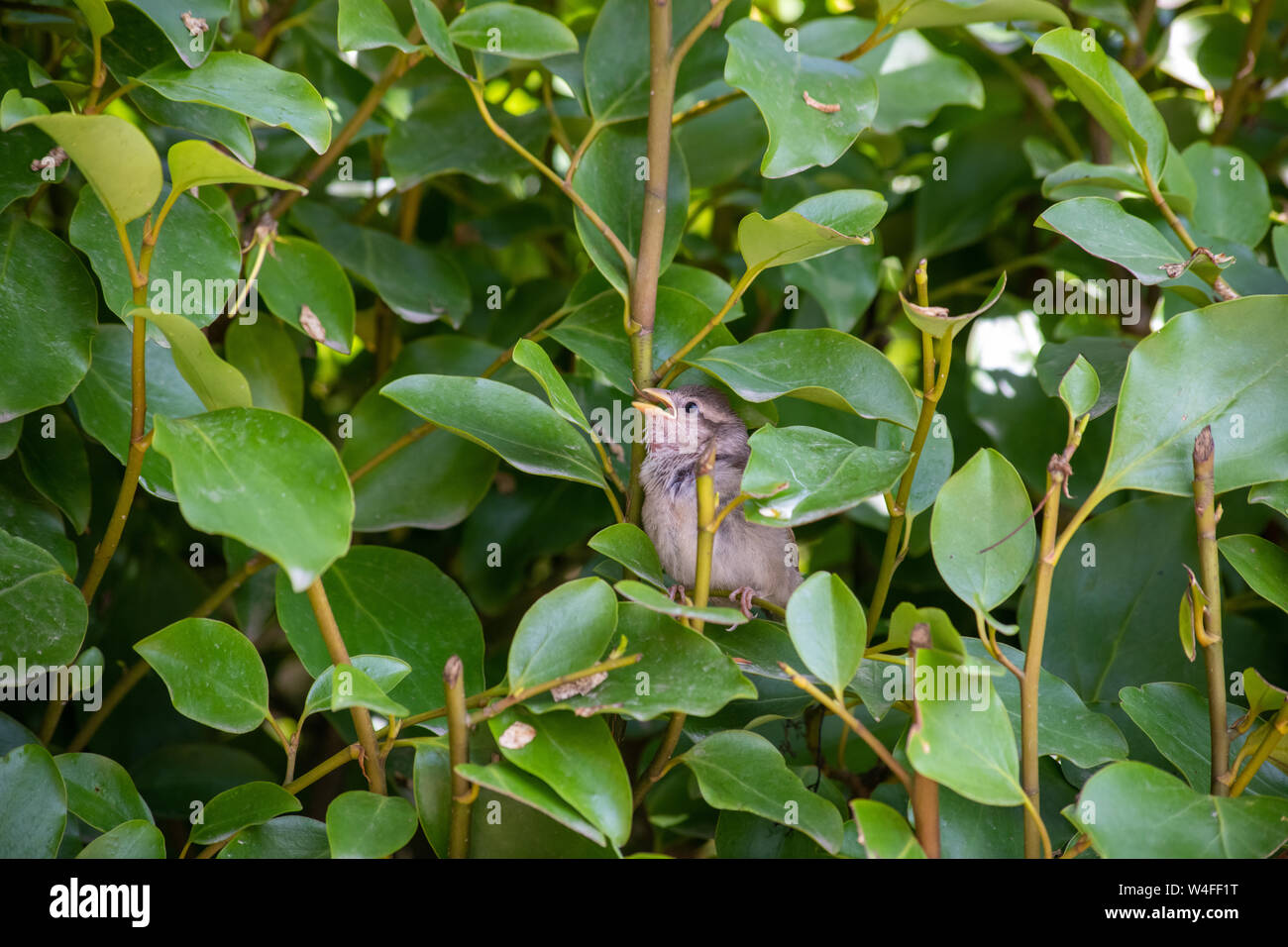 Baby Spatz Stockfotos und -bilder Kaufen - Alamy