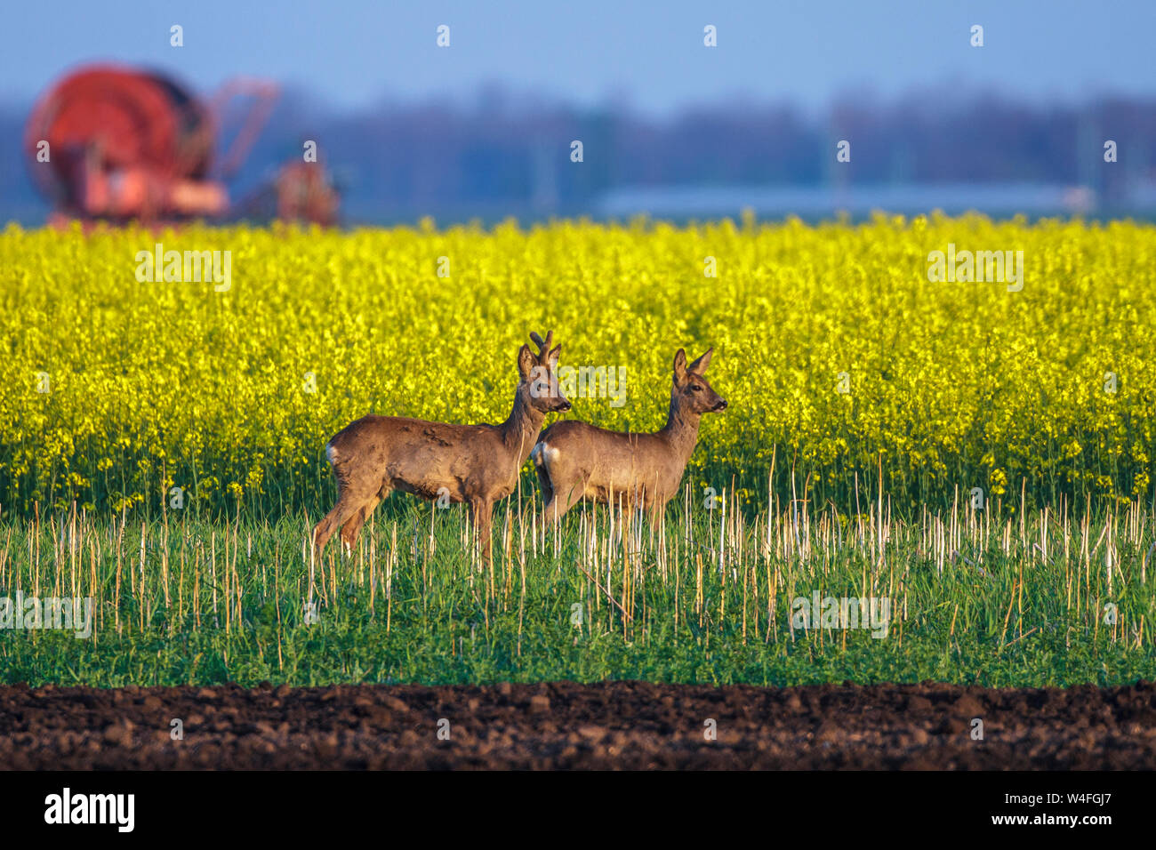 Rehgeis -Fotos und -Bildmaterial in hoher Auflösung – Alamy