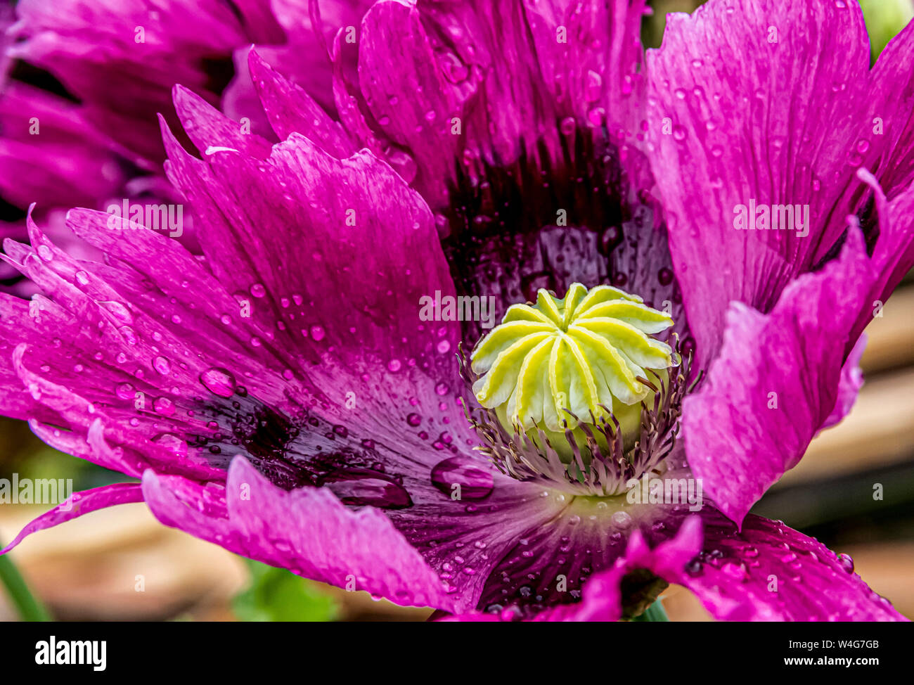 Wilde purpurrote mohnblume -Fotos und -Bildmaterial in hoher Auflösung ...