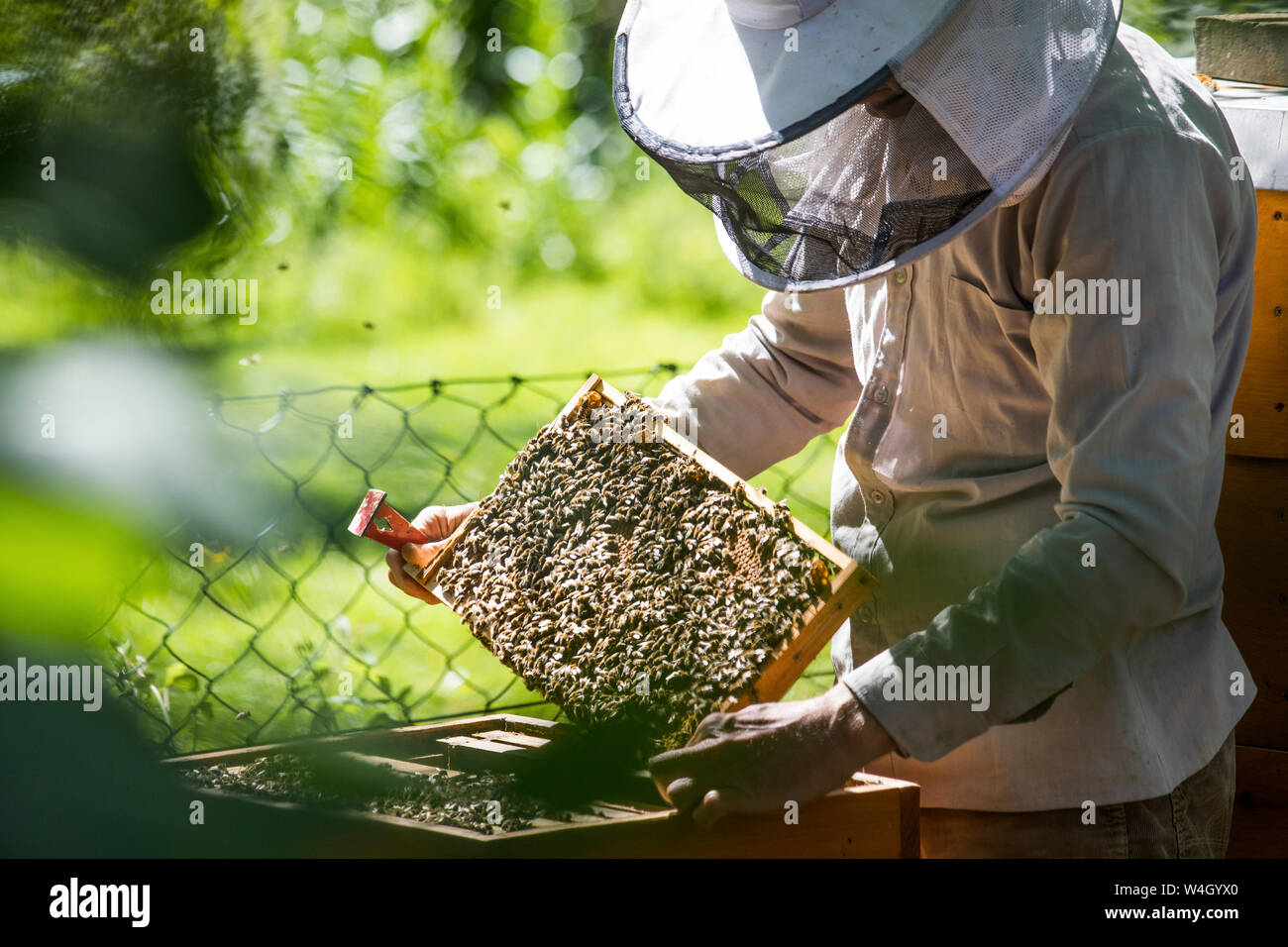 Imker mit waben Stockfotos und -bilder Kaufen - Alamy