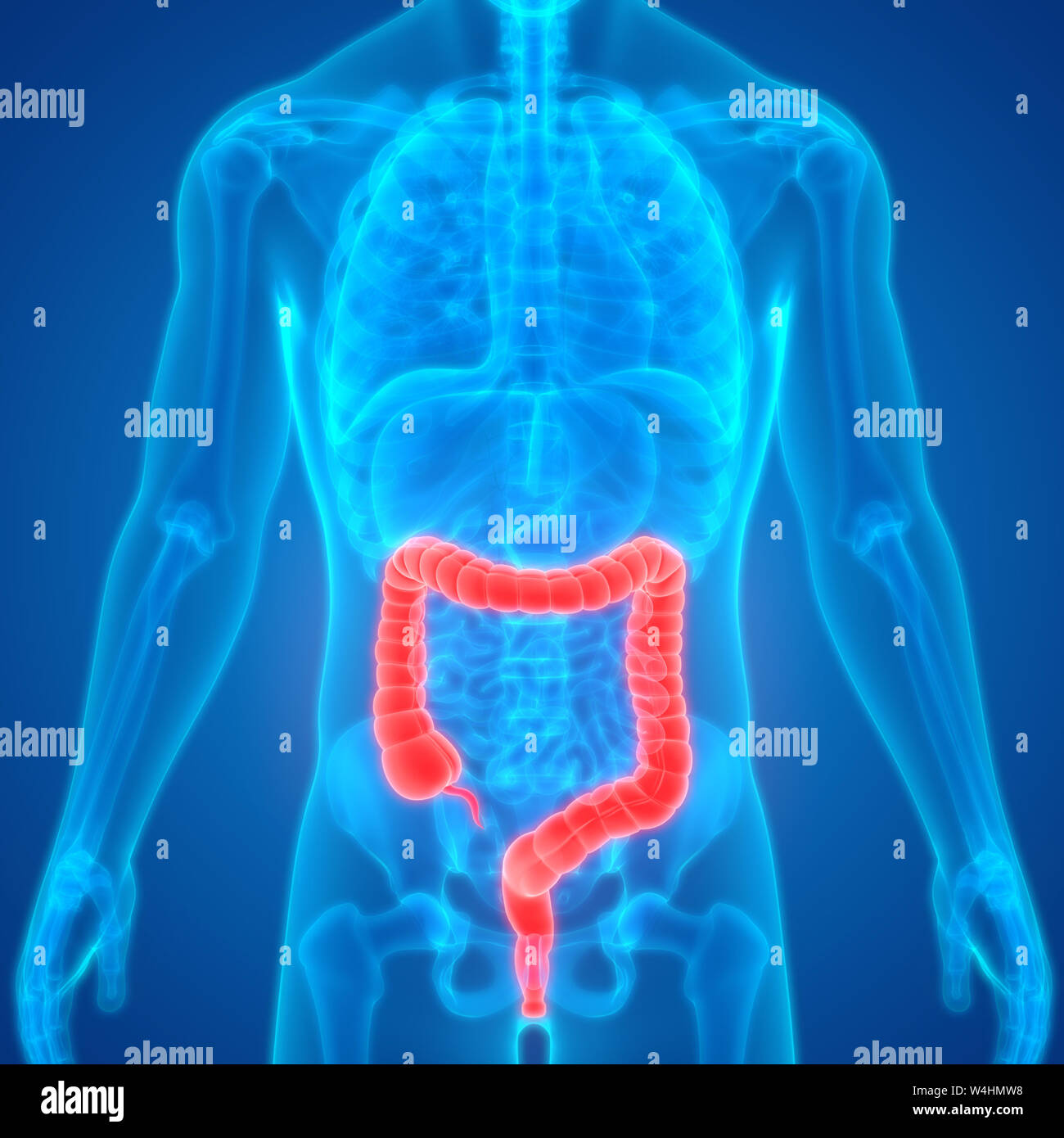 Menschliche Verdauungssystem Dickdarm Anatomie Stockfotografie - Alamy