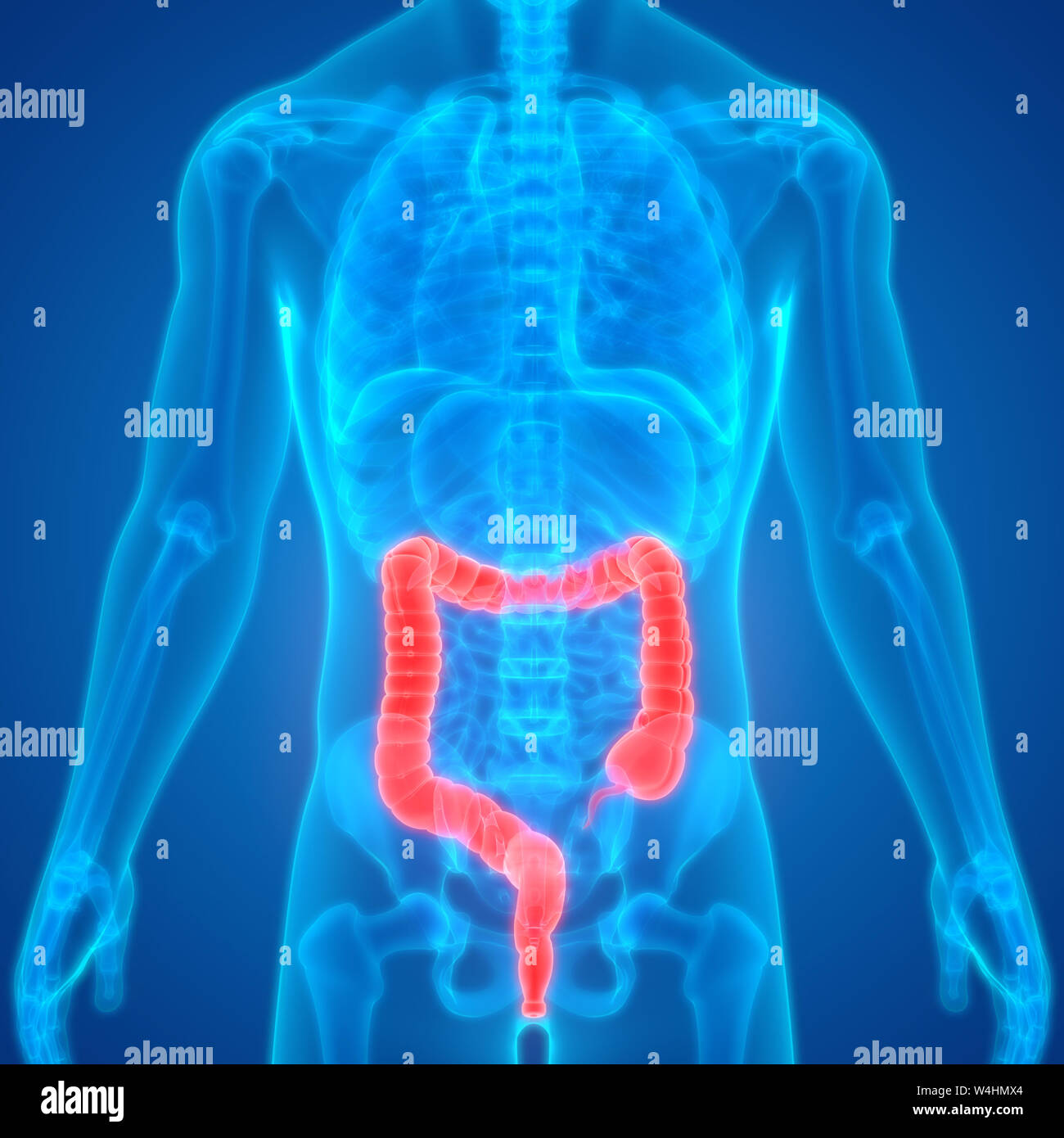 Menschliche Verdauungssystem Dickdarm Anatomie Stockfotografie - Alamy