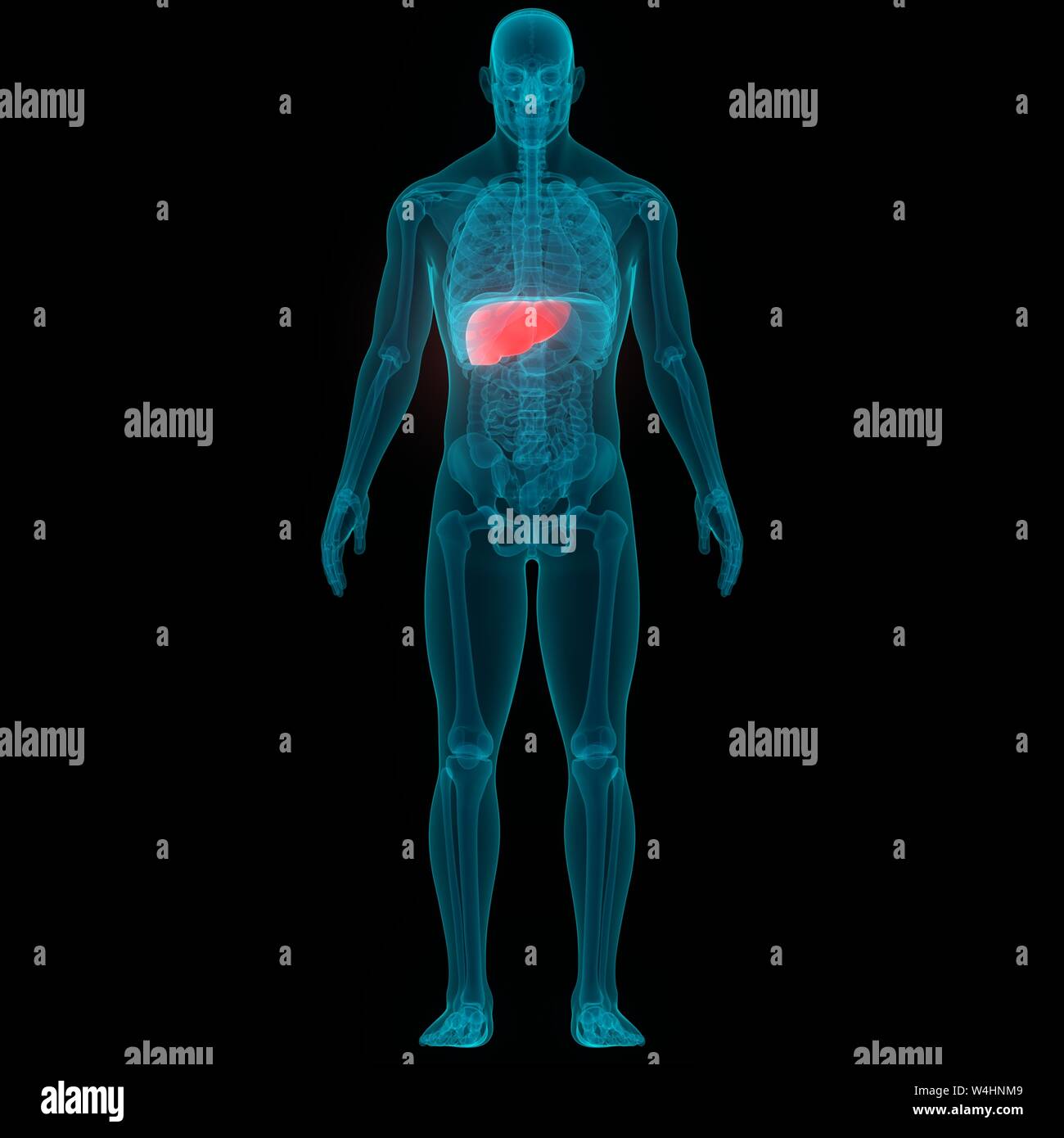 Menschliche Verdauungssystem Leber Anatomie Stockfotografie - Alamy