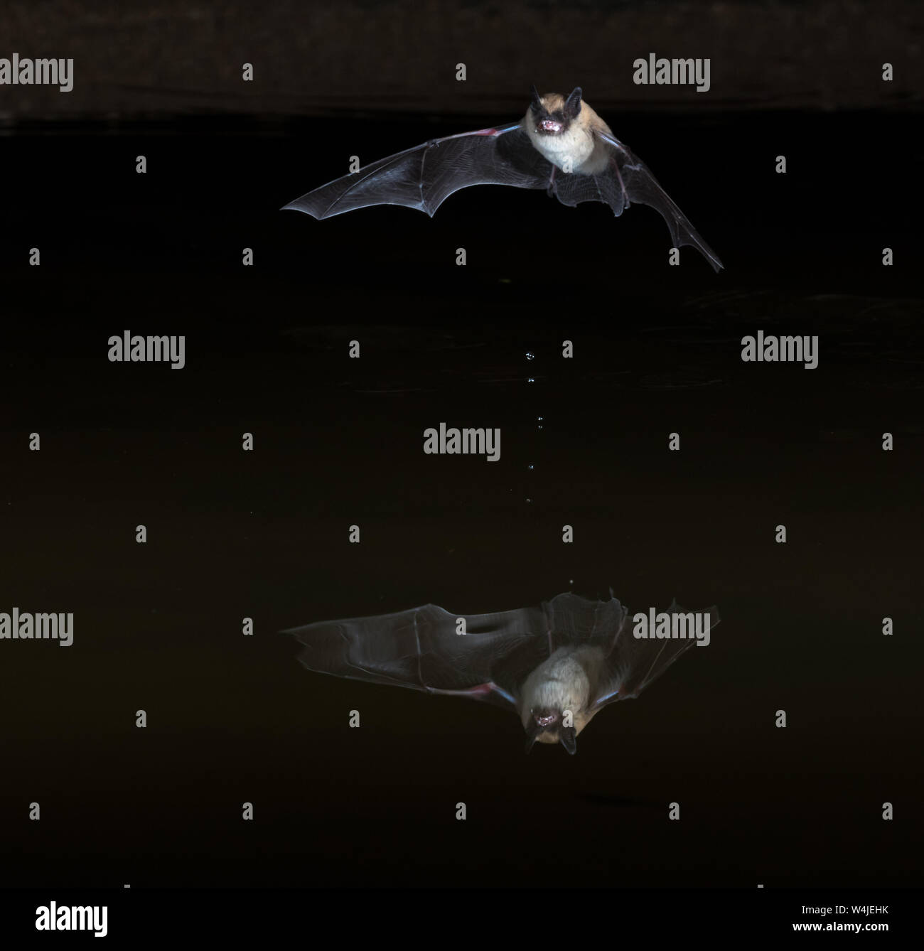 Vesper bat -Fotos und -Bildmaterial in hoher Auflösung – Alamy