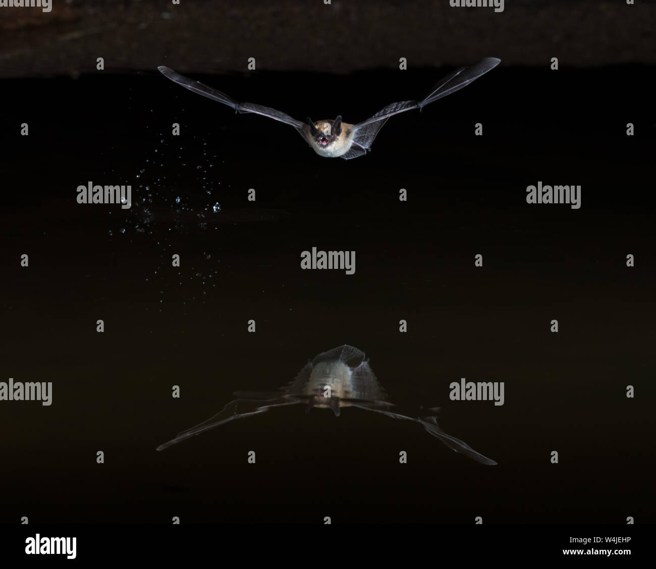 Vesper bat -Fotos und -Bildmaterial in hoher Auflösung – Alamy