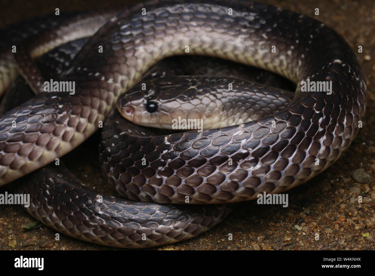 Blue krait snake -Fotos und -Bildmaterial in hoher Auflösung – Alamy