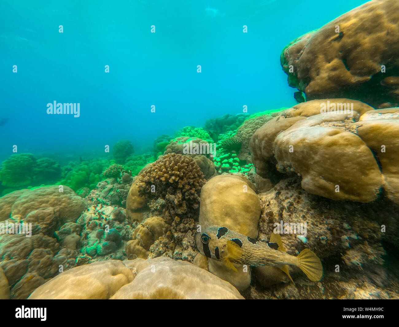 Malediven fische -Fotos und -Bildmaterial in hoher Auflösung - Seite 3 ...