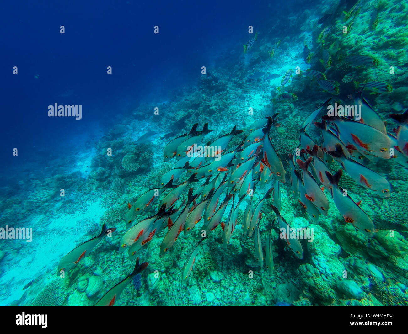 In diesem einzigartigen Foto können Sie die Unterwasserwelt des ...