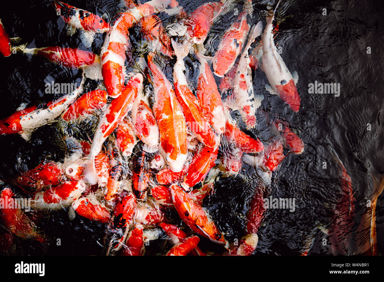 Japanischer karpfen -Fotos und -Bildmaterial in hoher Auflösung – Alamy