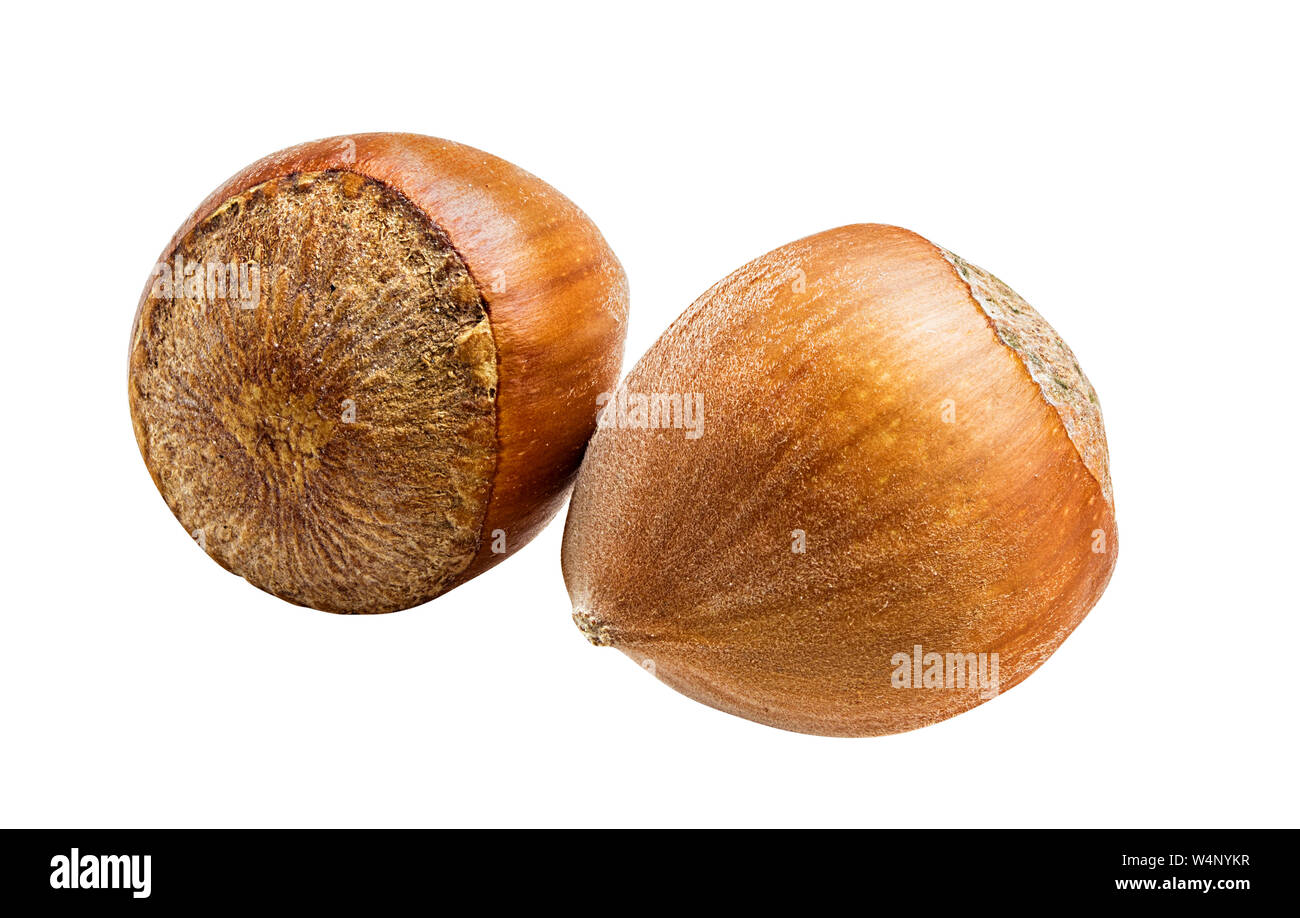 Haselnuss hasel -Fotos und -Bildmaterial in hoher Auflösung – Alamy