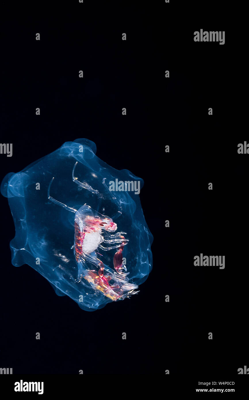 Tiefsee Amphipod Phronima Sp Stockfotos und -bilder Kaufen - Alamy