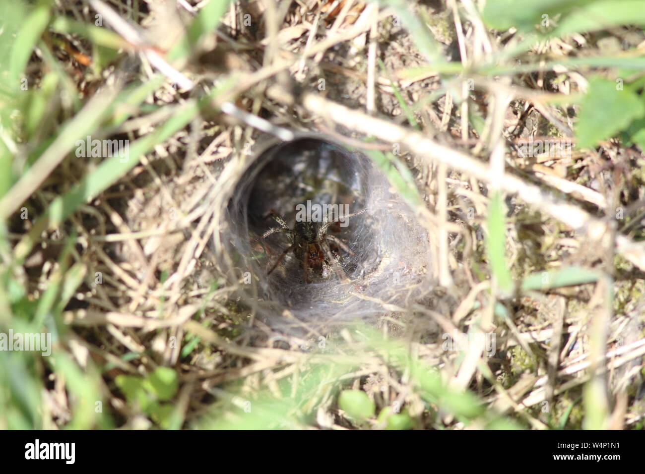 Trichter spinnennetz -Fotos und -Bildmaterial in hoher Auflösung – Alamy