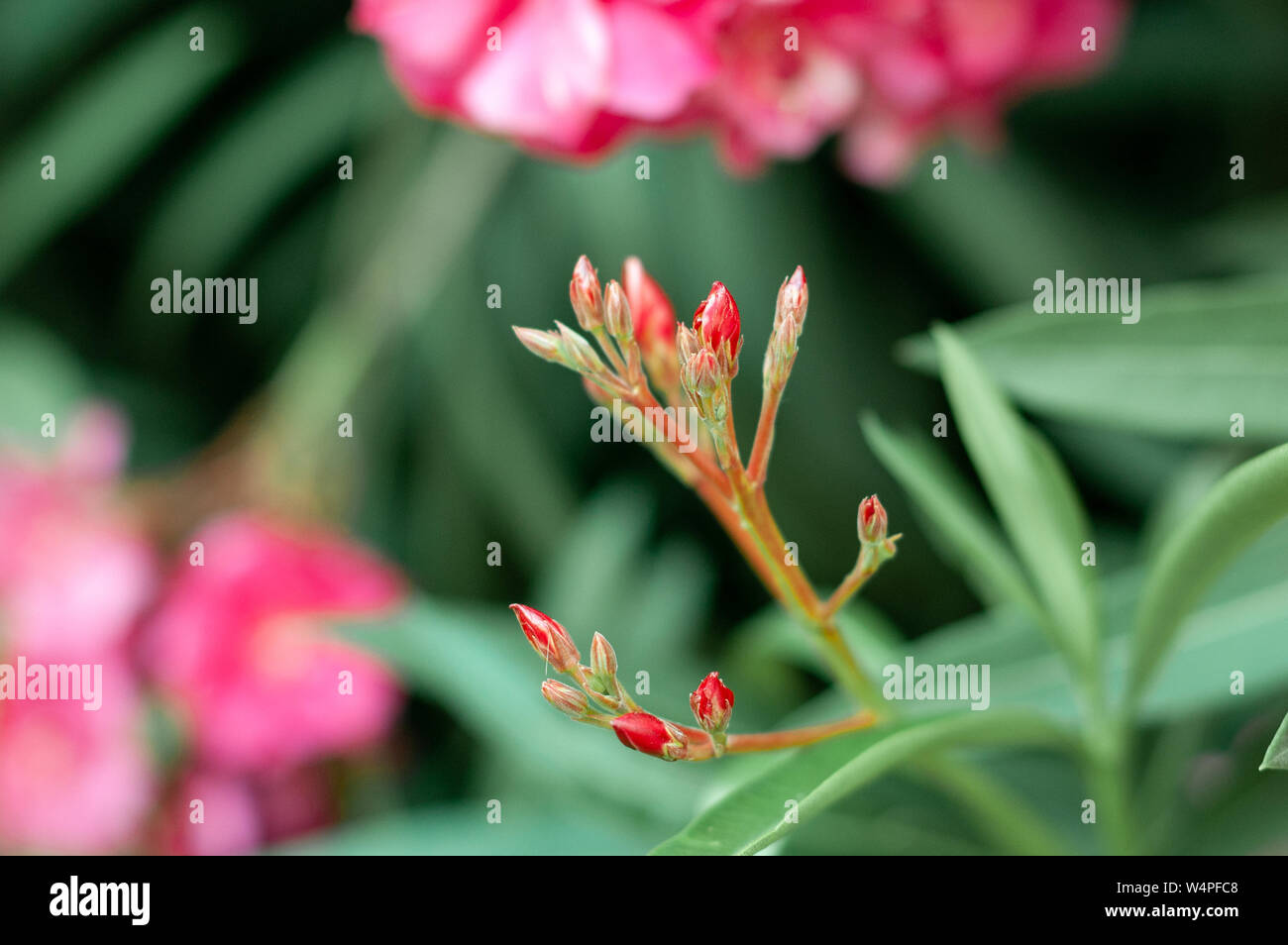 Nerium oleander italy -Fotos und -Bildmaterial in hoher Auflösung – Alamy