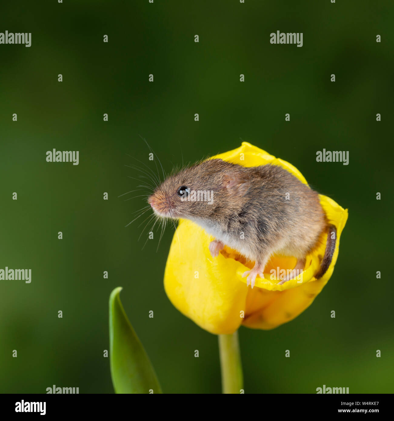 Süße Ernte Mäuse micromys Minutus auf gelbe Tulpe Blume Laub mit ...