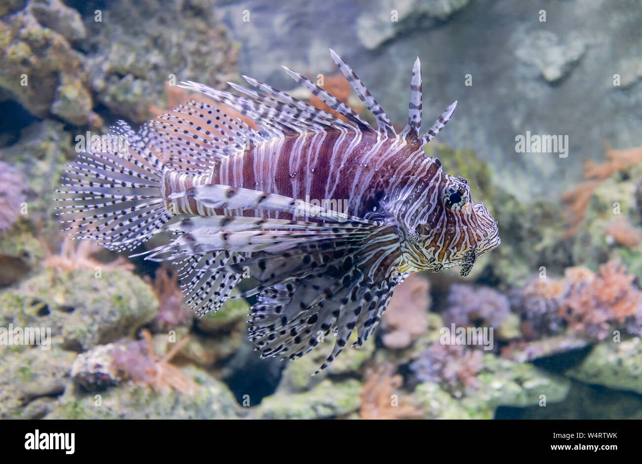 Rotfeuerfisch pterois volitans -Fotos und -Bildmaterial in hoher ...
