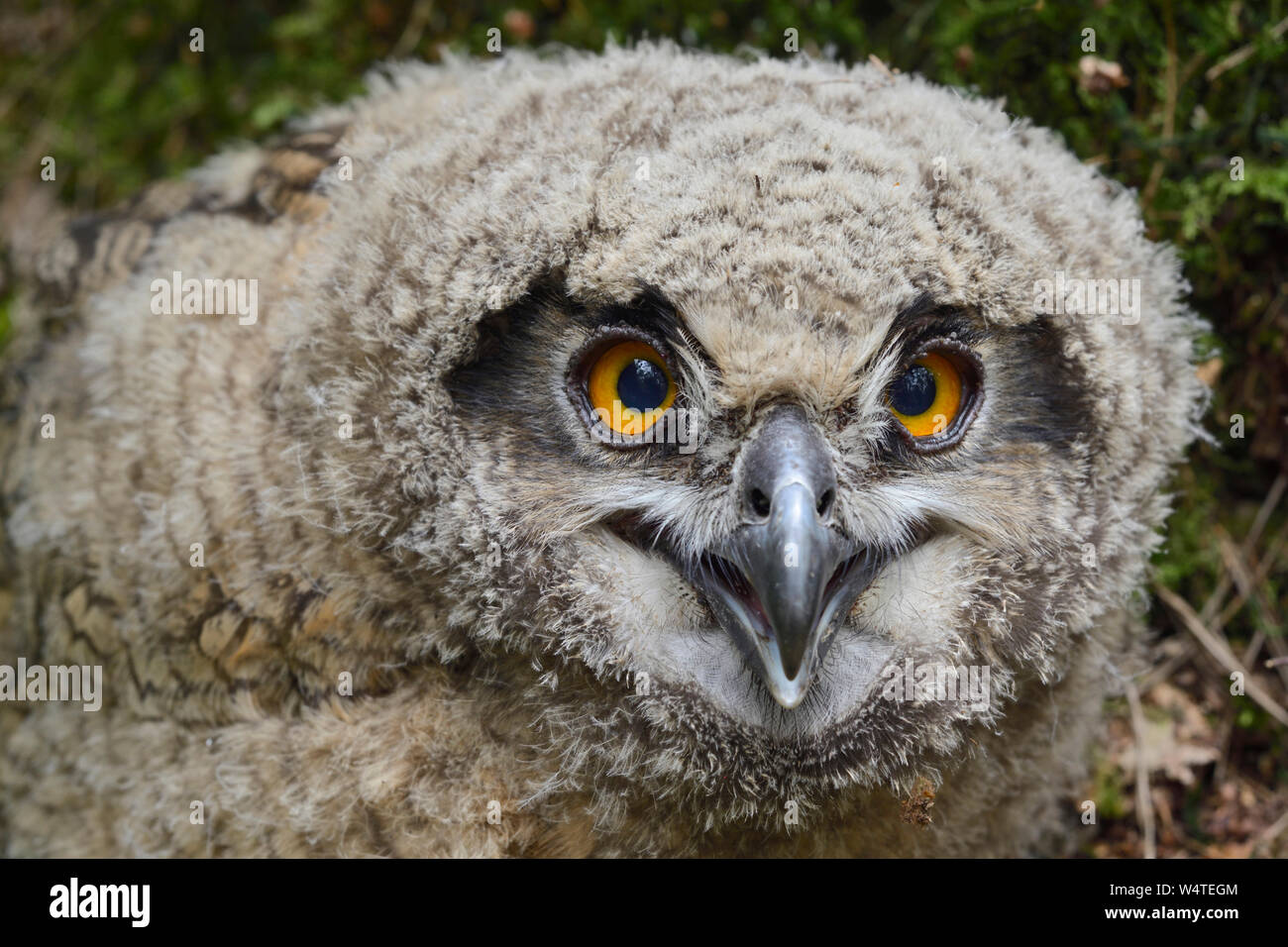 Baby, uhu -Fotos und -Bildmaterial in hoher Auflösung – Alamy